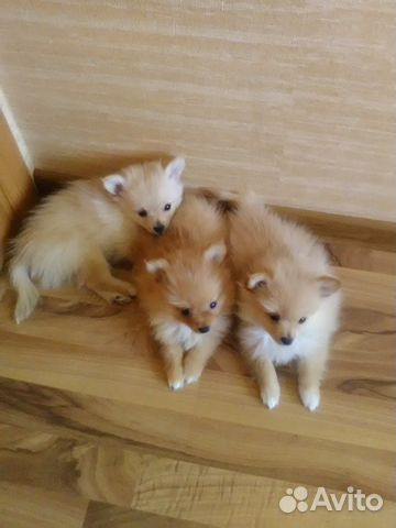 Продам щинков