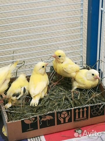 Канарейка птенцы