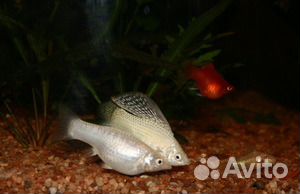 Производители