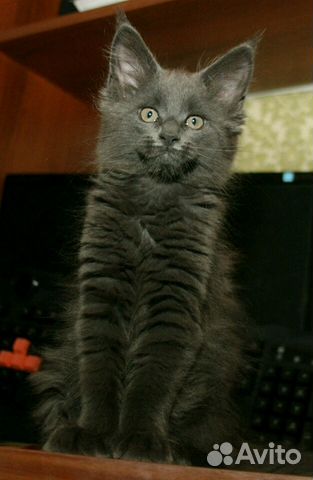 Котята, Мейн-Кун, домашняя рысь