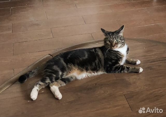 Замечательные котики