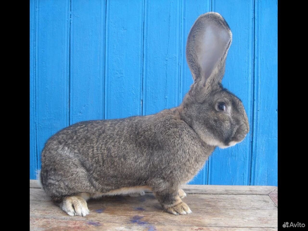 Лучшие породистые кролики от лучших производителей