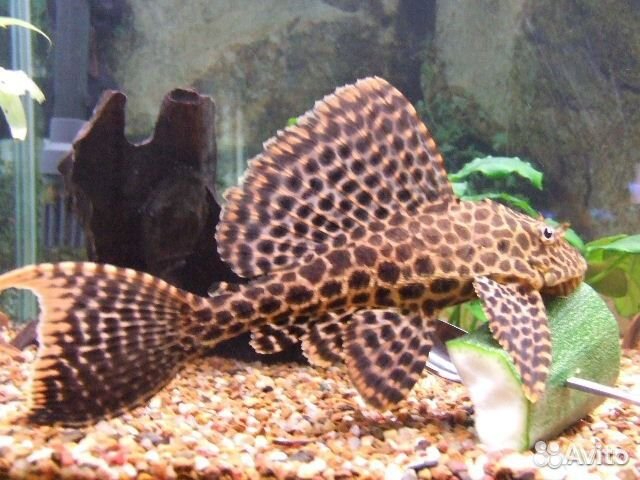 Рыба сом парчевый присоска