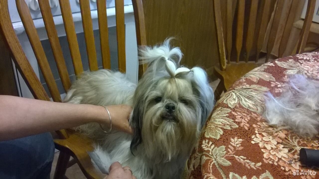 Вязка Ши-тцу мальчика