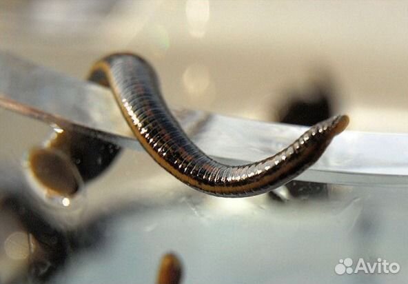 Пиявка в Москве и РФ с доставкой