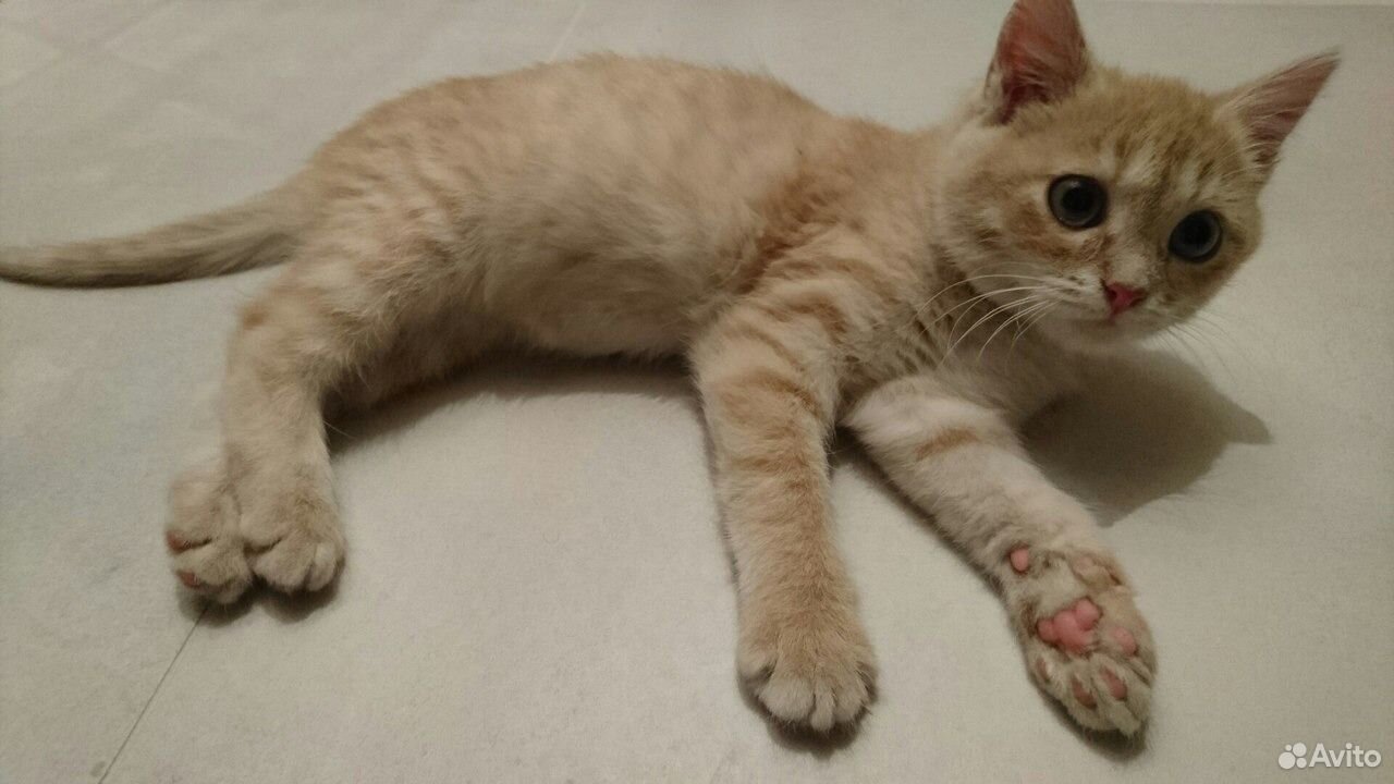 Плюшевый котенок - рыжий Лёва в хорошие руки