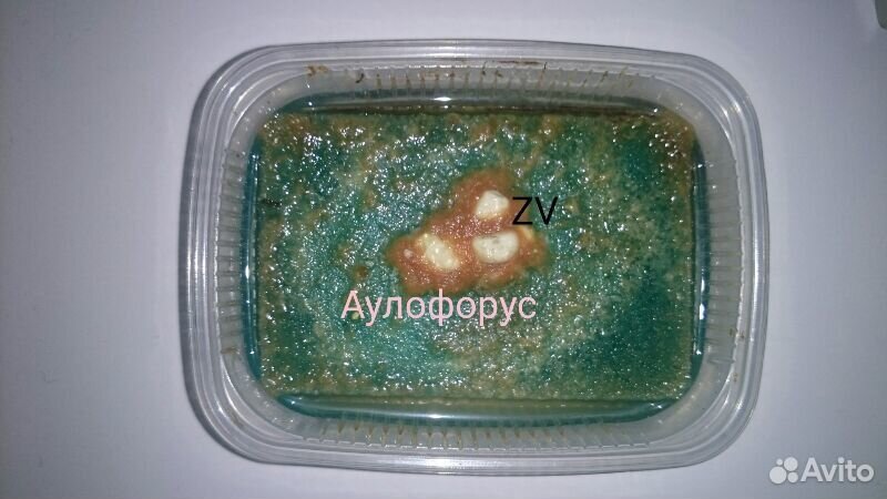 Культура червя - Аулофоруса