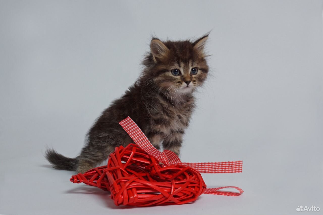 Сибирские котята