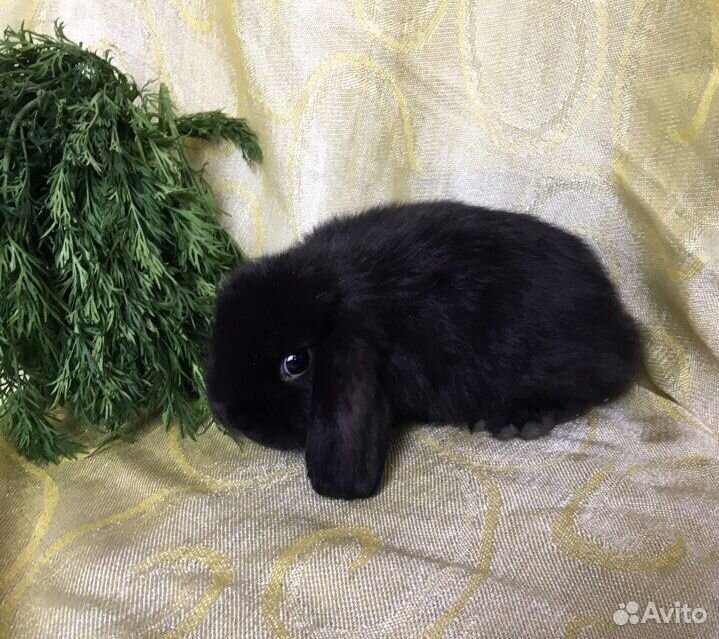 Черный маленький крольчонок из питомника
