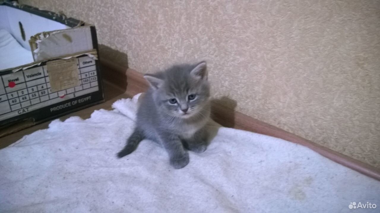 Котенок пушистый в дар