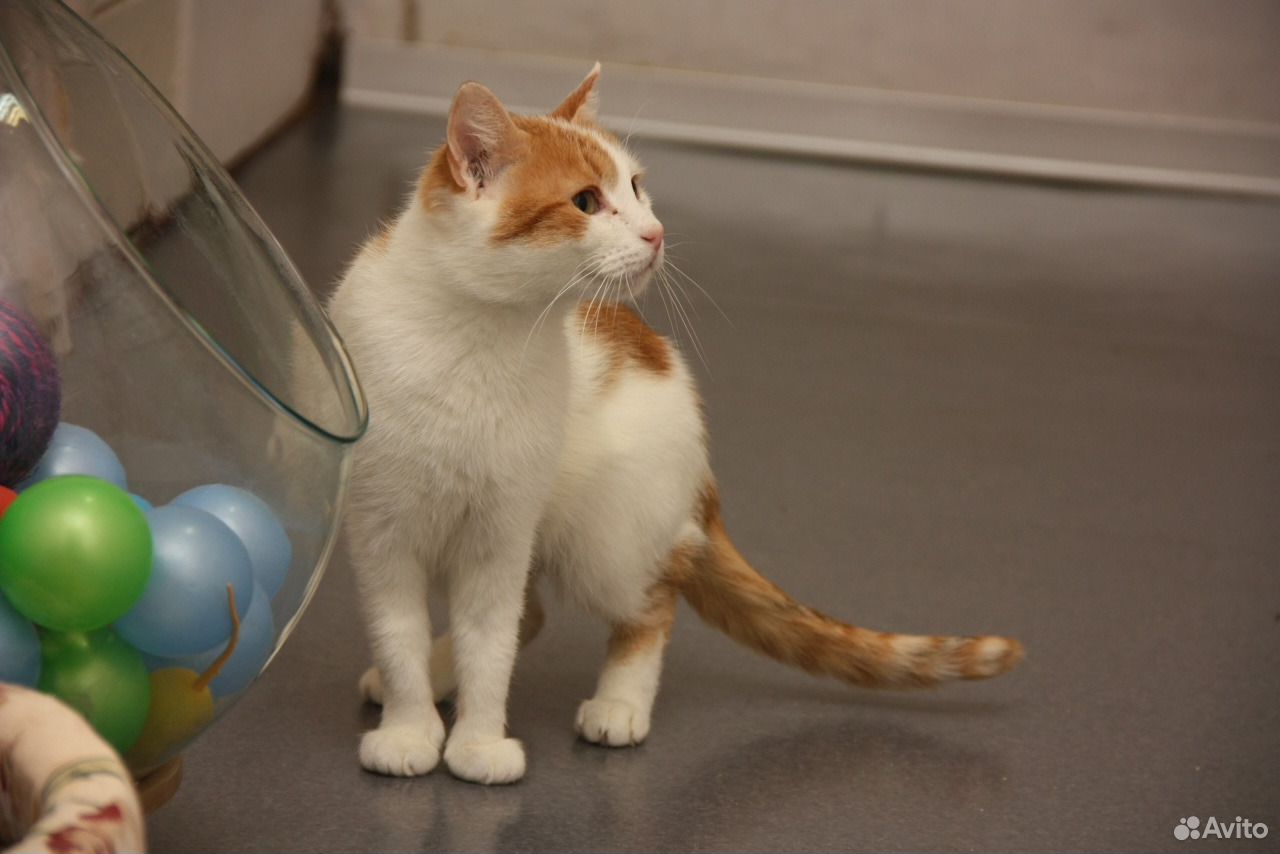 Веснушка ищет дом