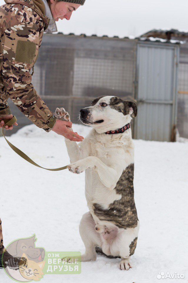 Оскар ищет дом