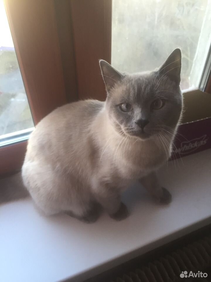 Веслаухий шотландец