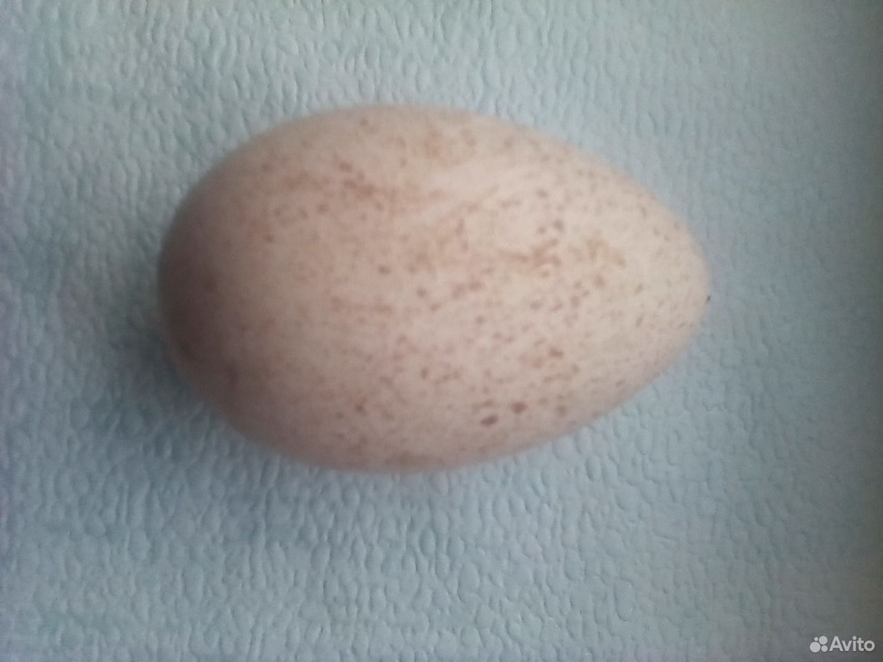 Инкубационное яйцо, индюшинное