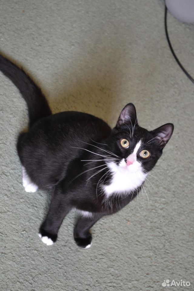 Хэппи 6,5 мес