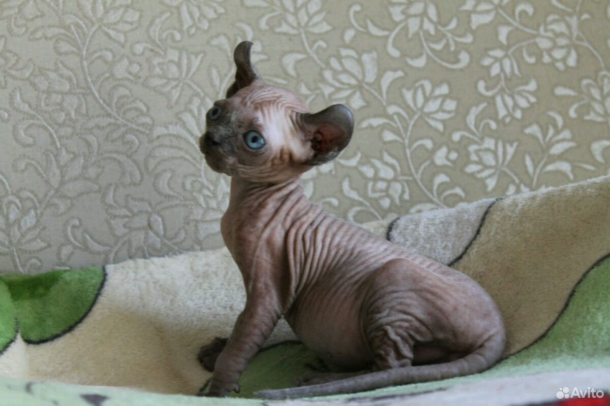 Малыш Эльф Канадский сфинкс