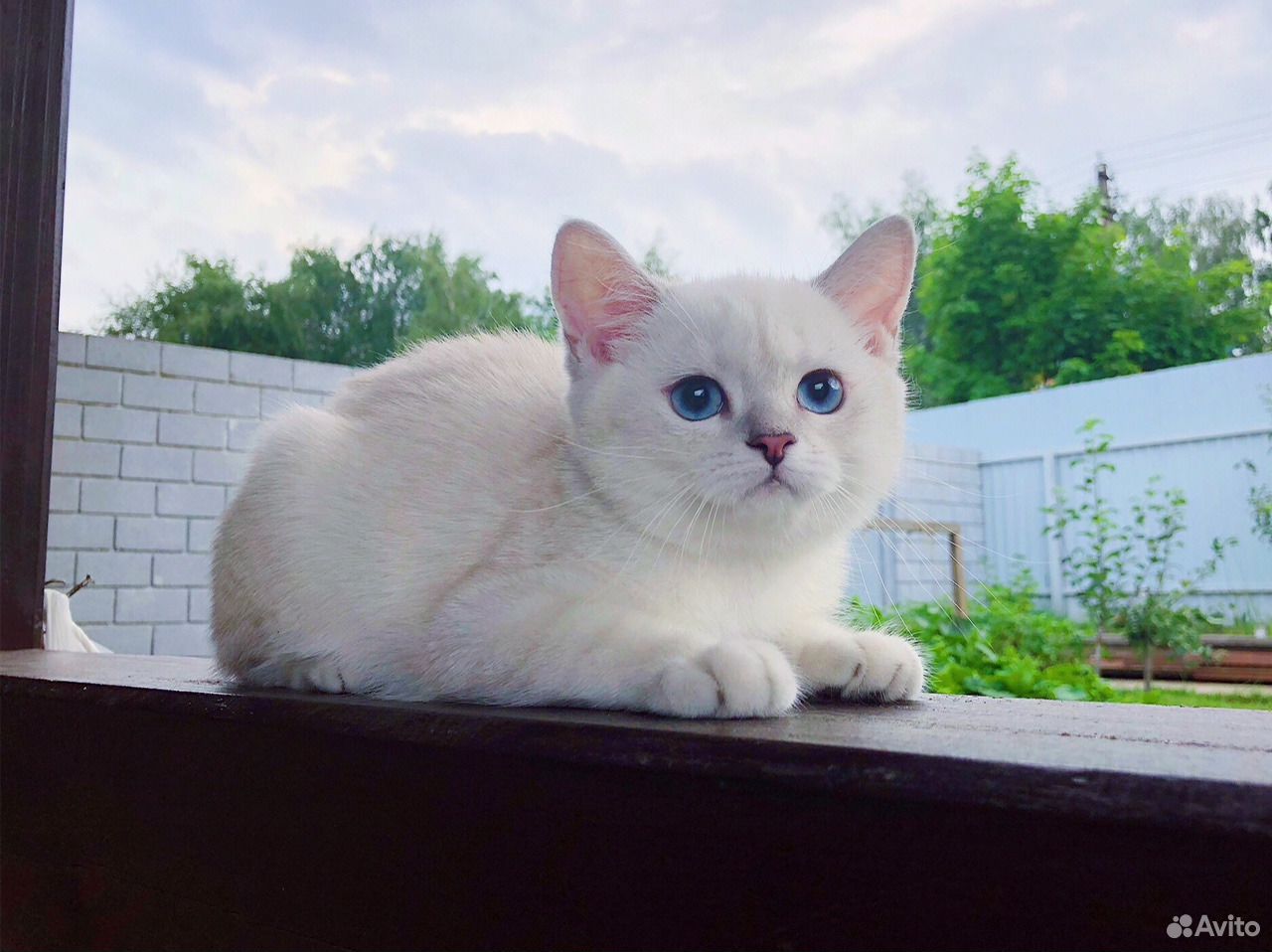 Мальчик Британская шиншилла котенок