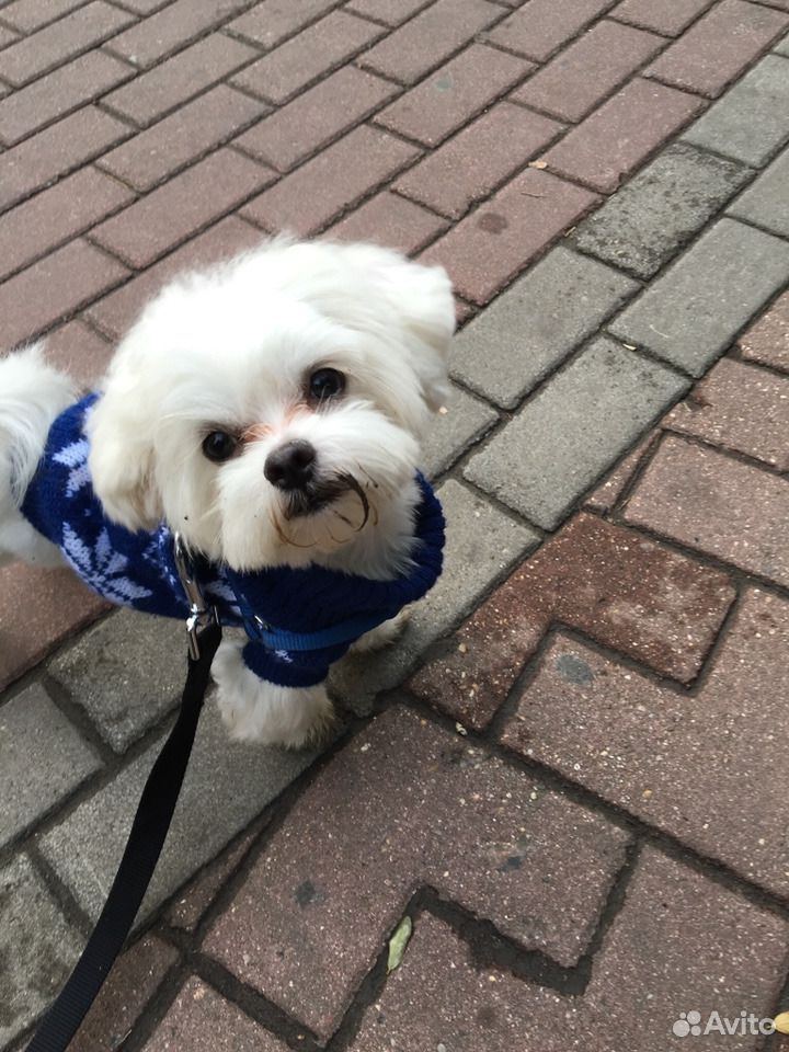 Вязка Мальтезе (мальтийская болонка)