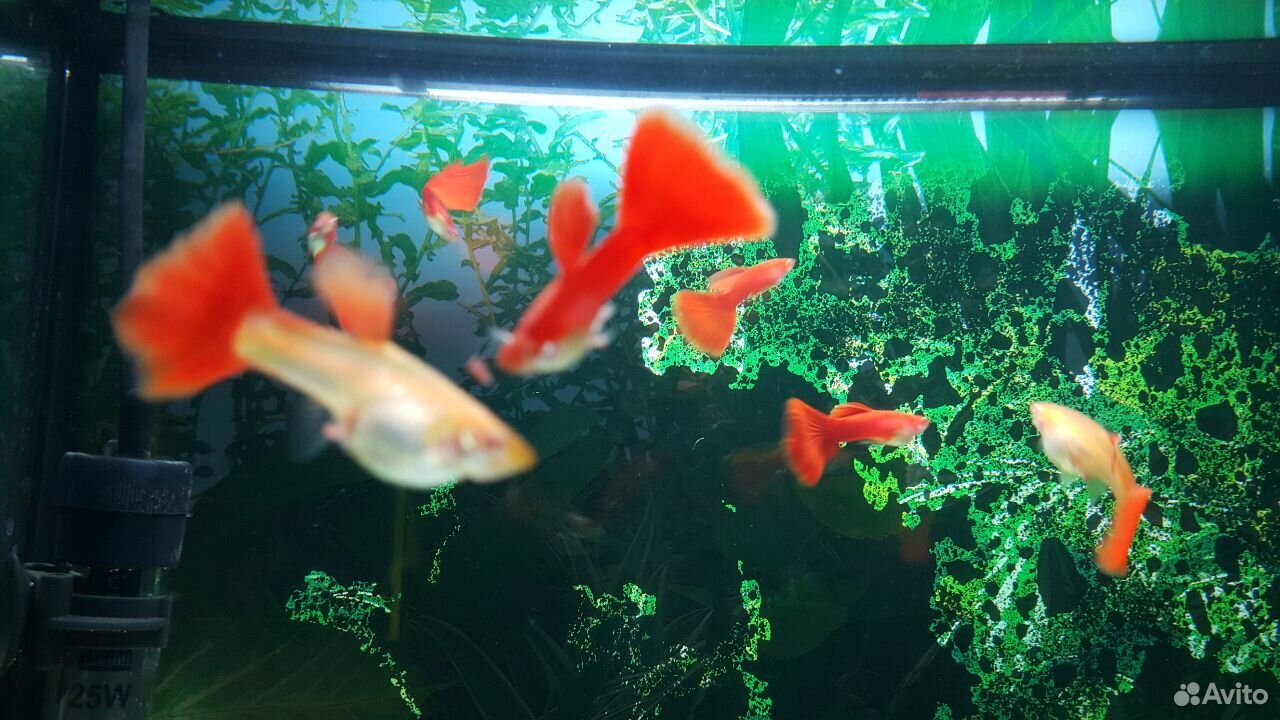 Гуппи альбинос красный (Albino Full Red.)