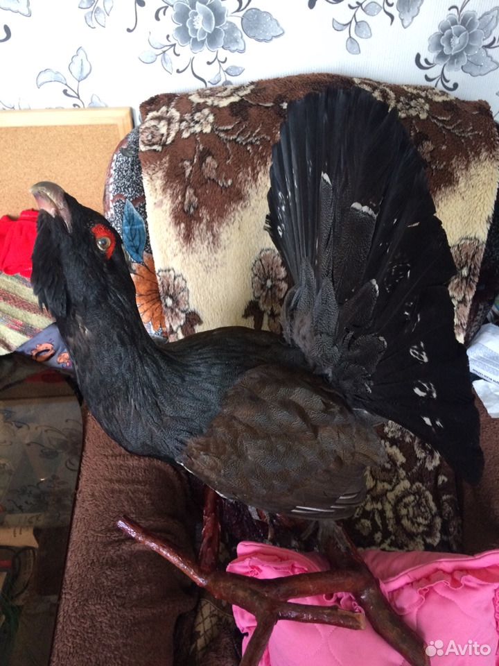 Чучело Глухарь