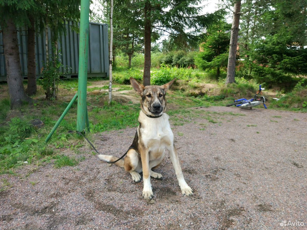 Герда ищет добрые руки