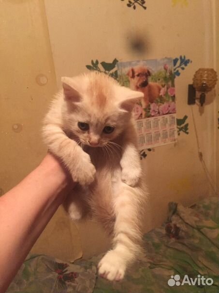 Рыжий котенок солнышко мальчик