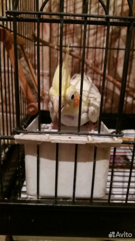 Попугай каррела девочка вместе с клеткой