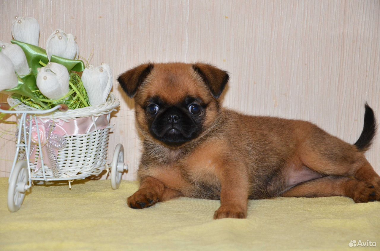 Редкий щенок пти брабансона