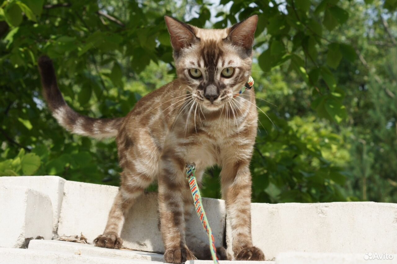 Угольный минк