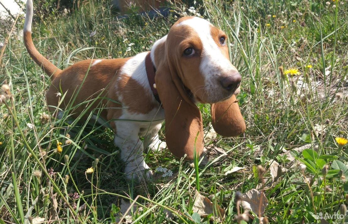 Щенок породы Бассет в любящую семью