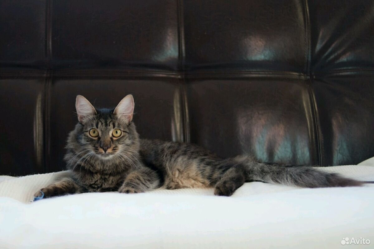 Шикарный мальчик ищет дом