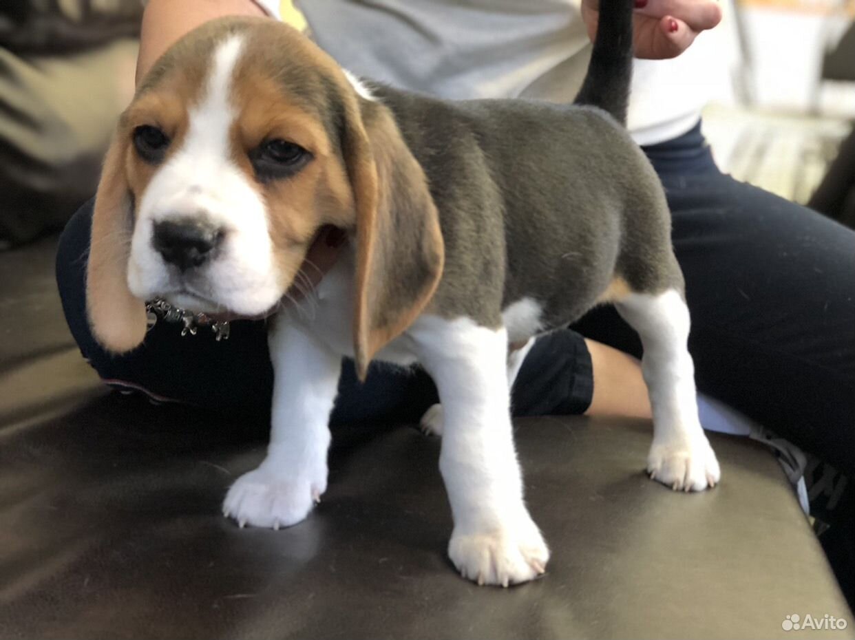 Щеночки Бигля с документами