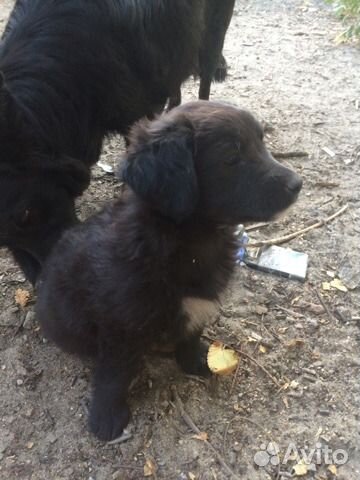 Маленькие плюшевые щеночки ищут дом