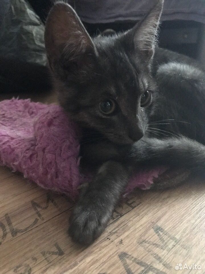 Кот, котенок, киска, кисуша, кисяк