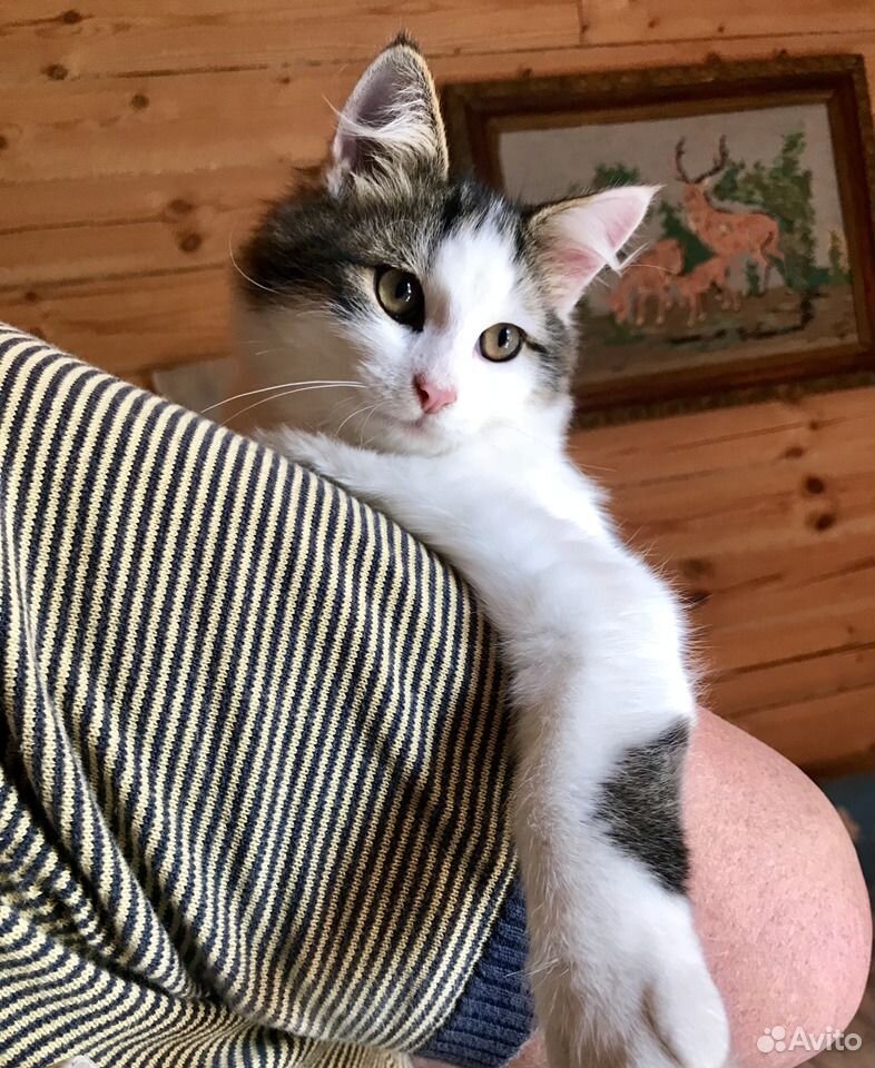 Котенок Тимофей, 4мес, идеален в семью с ребёнком