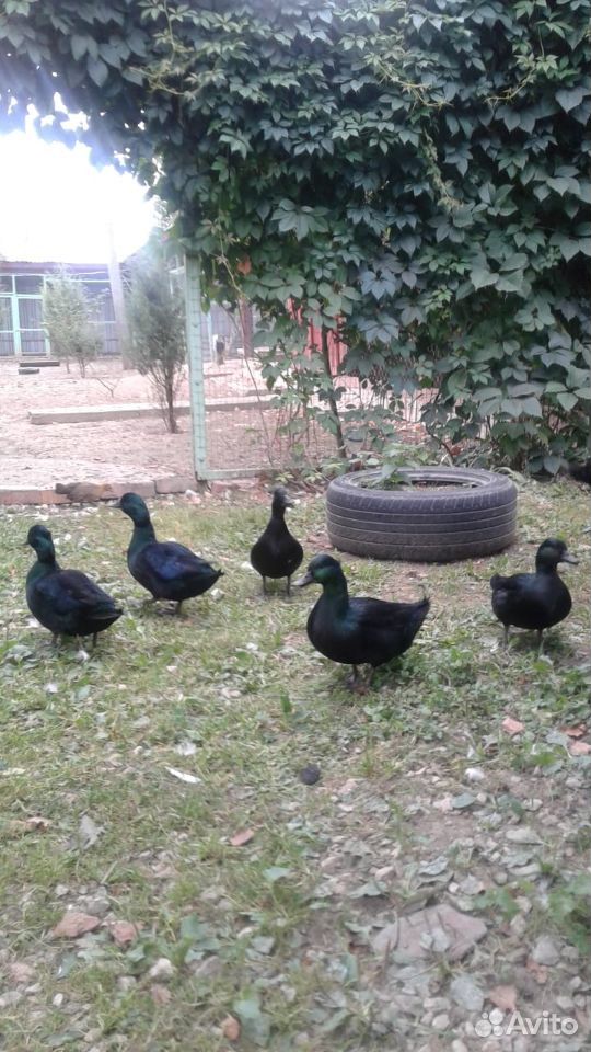 Утки изумрудные