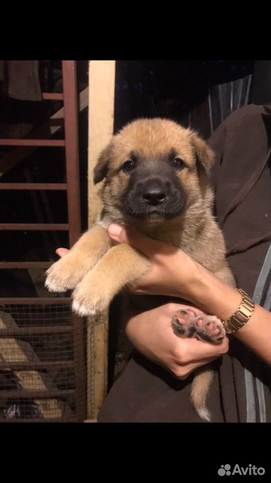 Щенки-крепыши