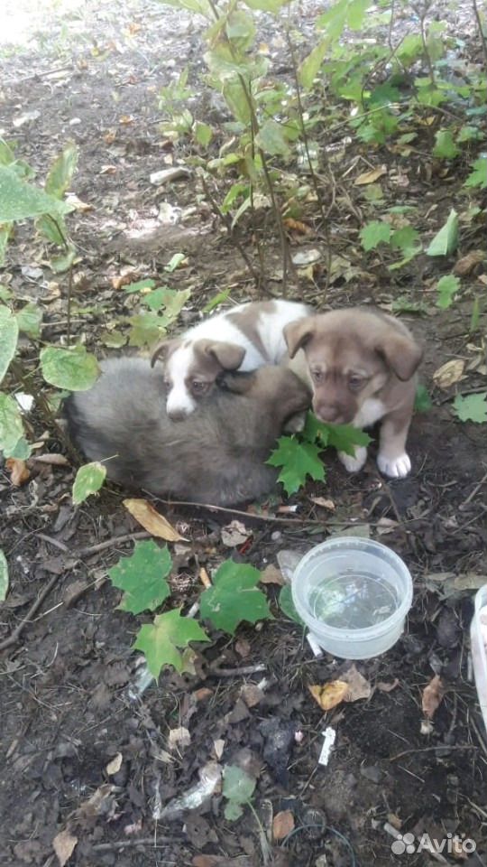 Щенки-Брошенки в лесу