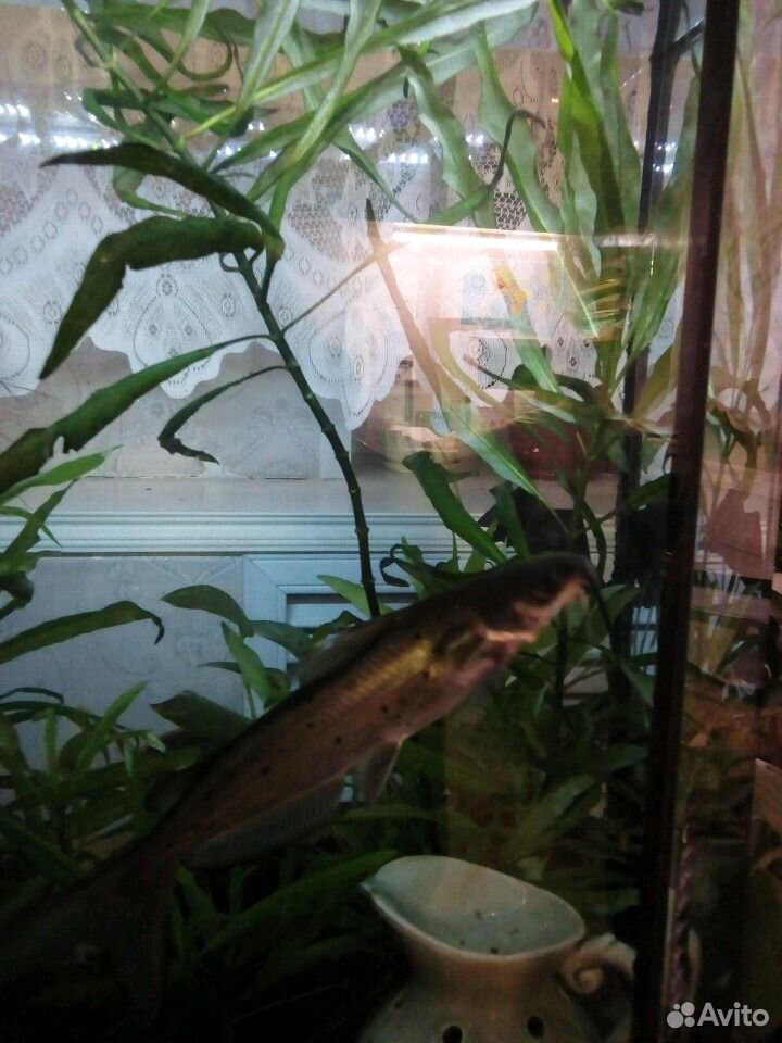 Продам канадского сомика