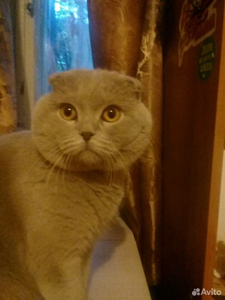 Вязка с красавчиком