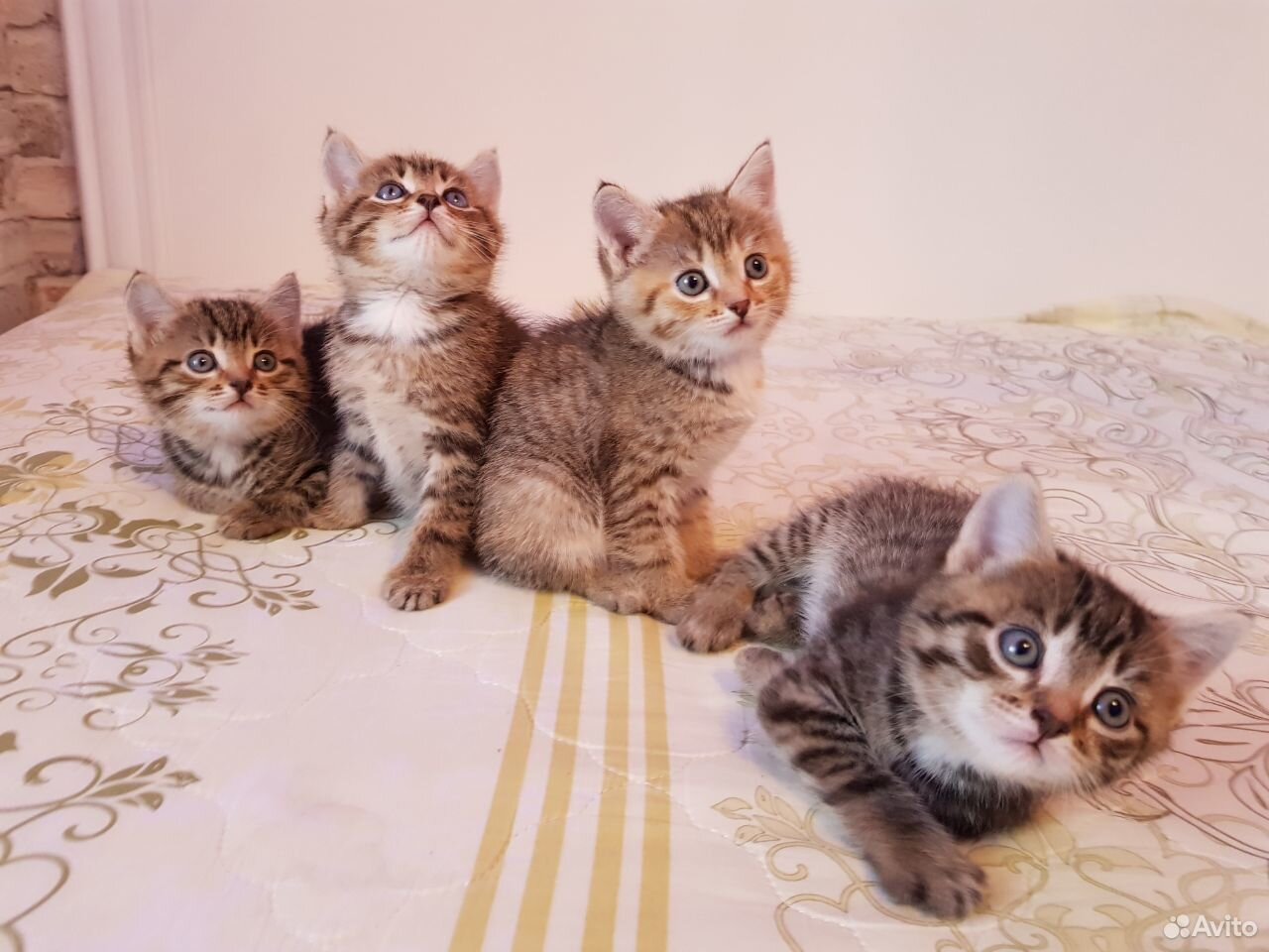 Необыкновенно очаровательные котята