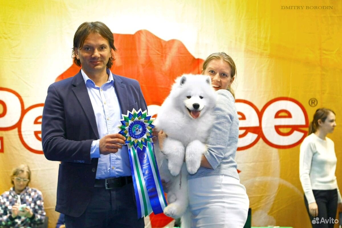 Малыши самоедики