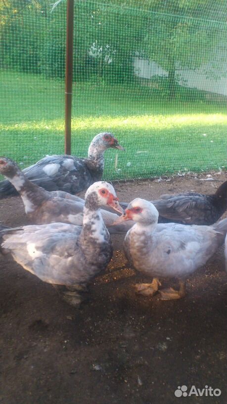 Индоутки, утята, индейка