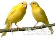 Продаю канарейки