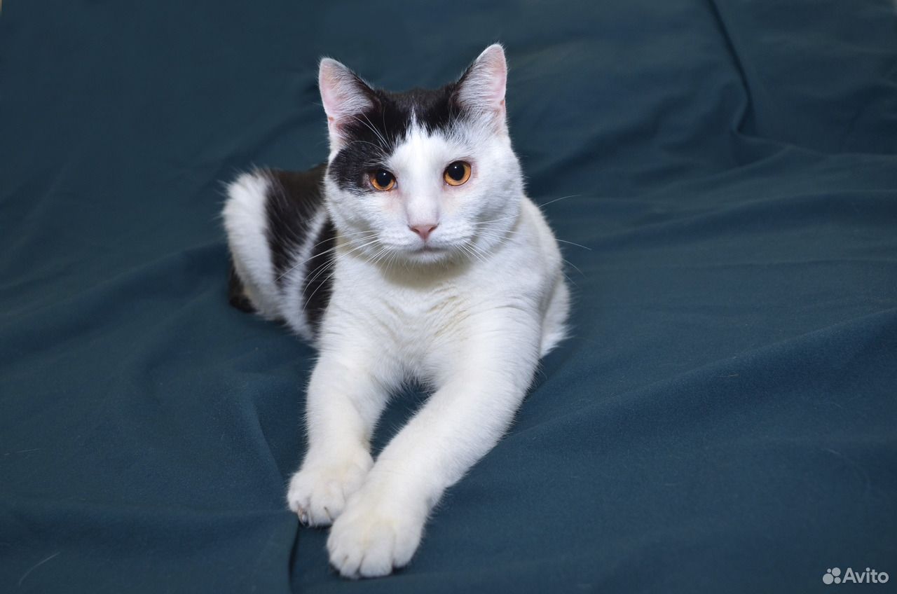 Ласковый котик