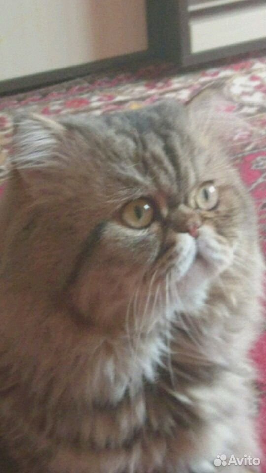 Персидский кот приглашает кошечек на вязку