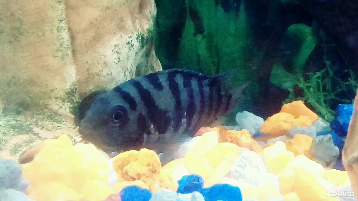 Продам молодых рыбок Цихлиды