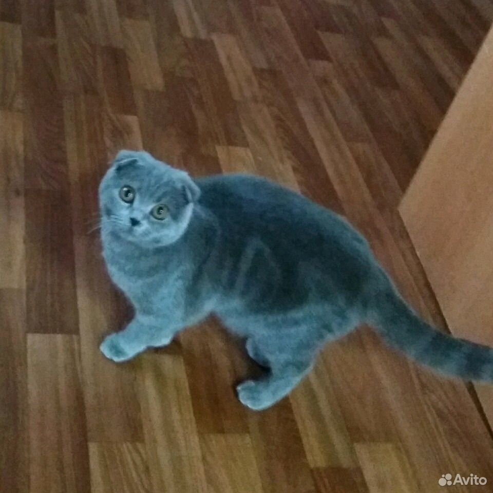 Шотландская вислоухая невеста ждет жениха