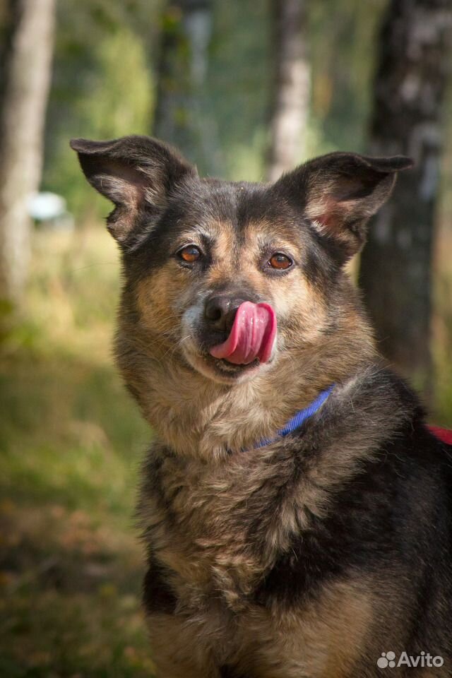 Стелла ищет дом, собака в добрые руки
