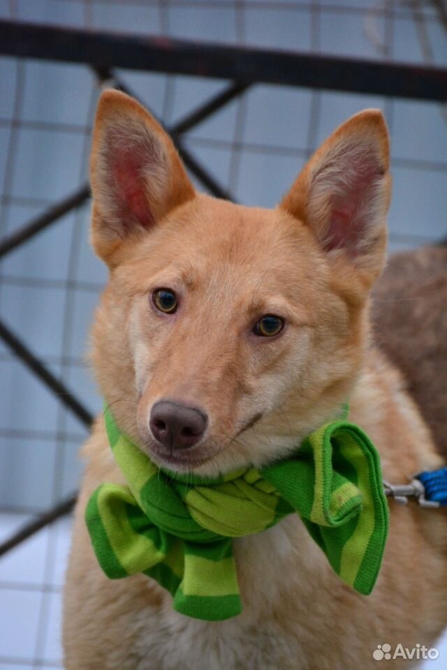 Молодая собачка рыжулька